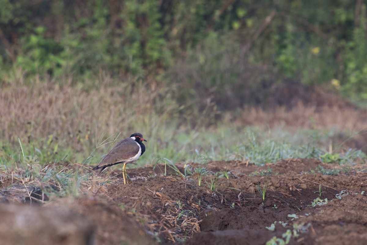 eBird India Checklist - 14 Nov 2023 - Bena, Near Suruchi Beach - 19 species