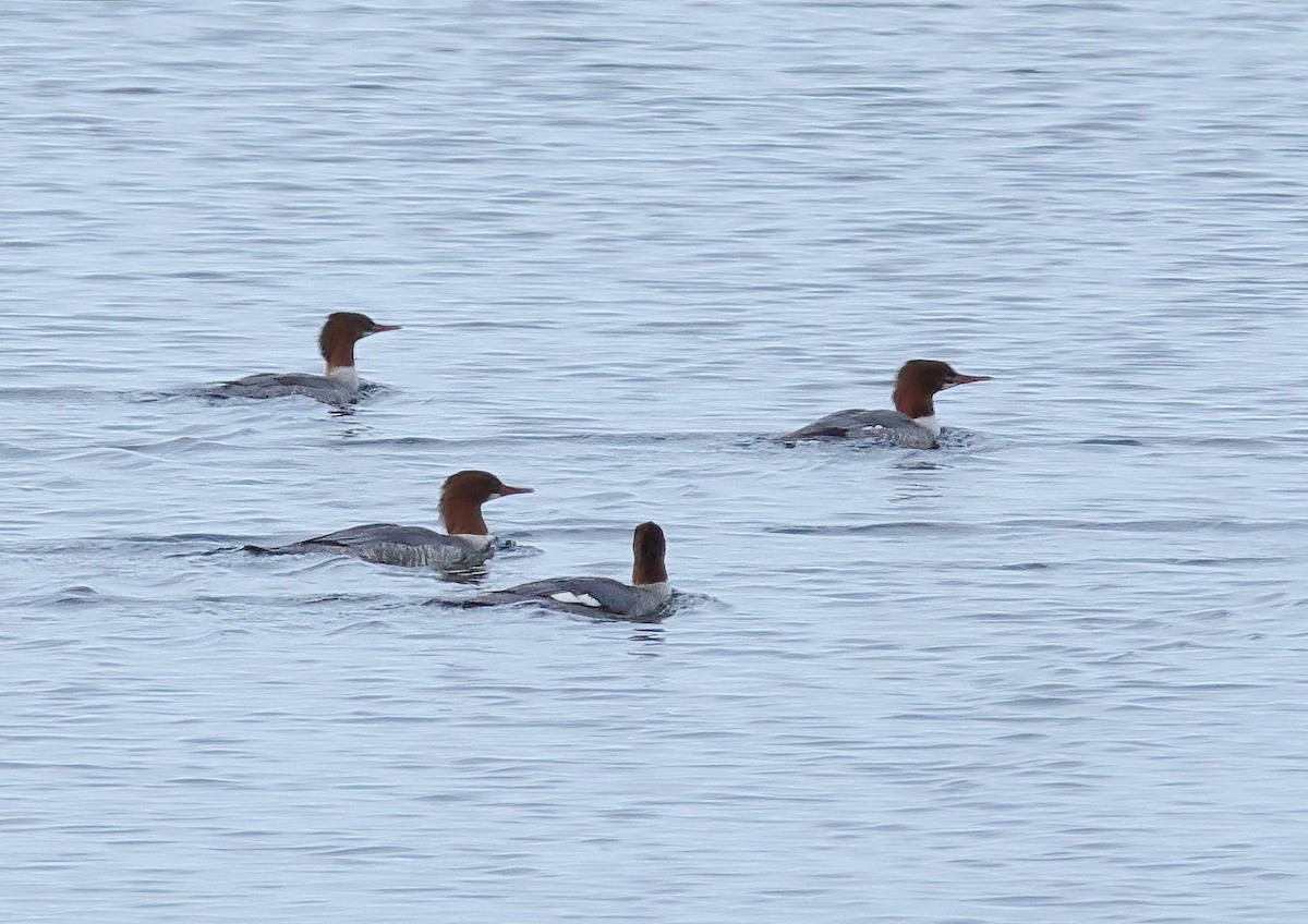 eBird Canada Checklist - 13 Nov 2023 - Prince Albert NP--Sandy Lake - 3 ...