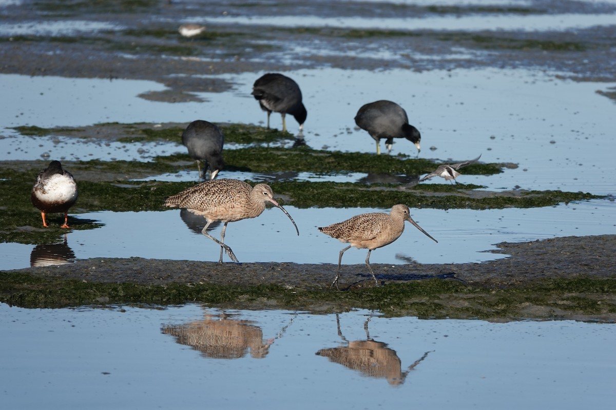 eBird Checklist - 10 Nov 2023 - Palo Alto Baylands - 63 species