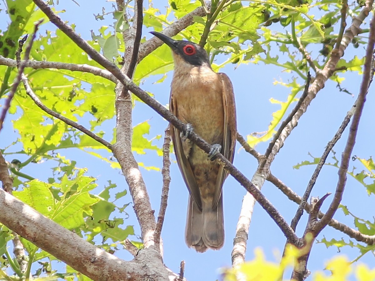Long-billed Cuckoo - Chrysococcyx megarhynchus - Birds of the World