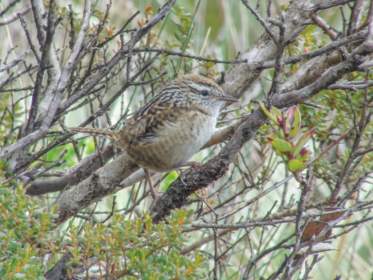 Merida Wren - Cistothorus meridae - Birds of the World