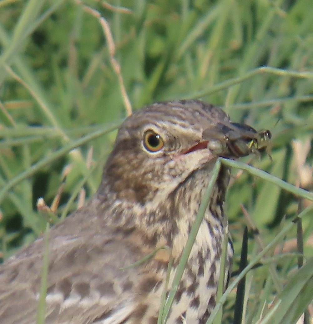 eBird Checklist - 14 Nov 2023 - Edwin B. Forsythe National Wildlife ...