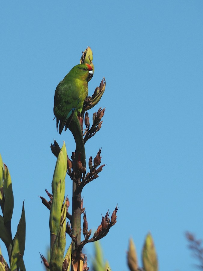 Red-crowned x Chatham Islands Parakeet (hybrid) - eBird