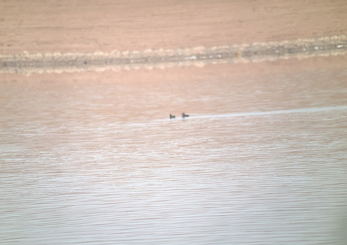 eBird Checklist - 11 Nov 2023 - Truscott (Brine) Lake - 14 species (+1 other taxa)