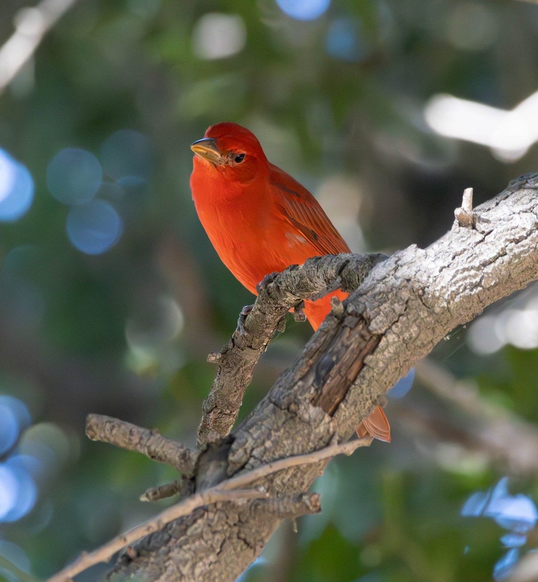 eBird Checklist - 14 Nov 2023 - Frank G. Bonelli RP/Puddingstone ...