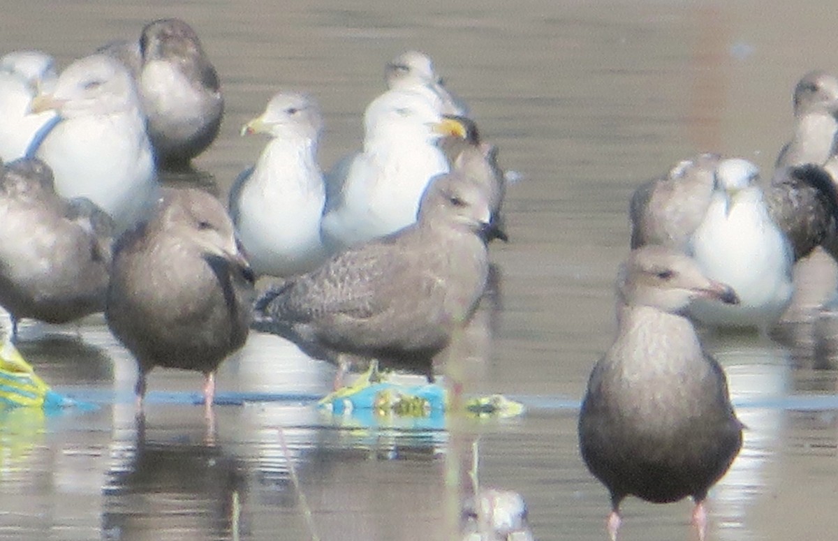 eBird Checklist - 14 Nov 2023 - San Jacinto Wildlife Area--Mystic Lake ...