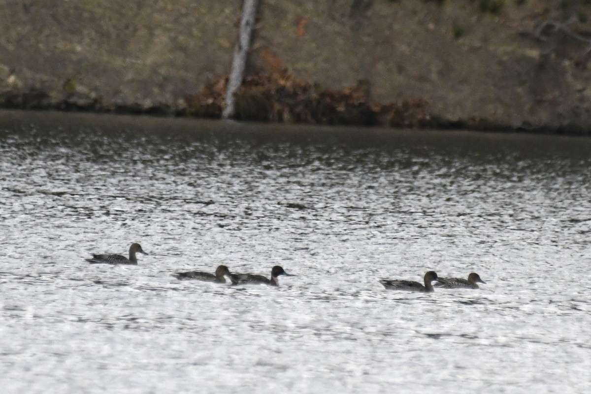eBird Checklist - 10 Nov 2023 - Colyer Lake Recreation Area - 31 species