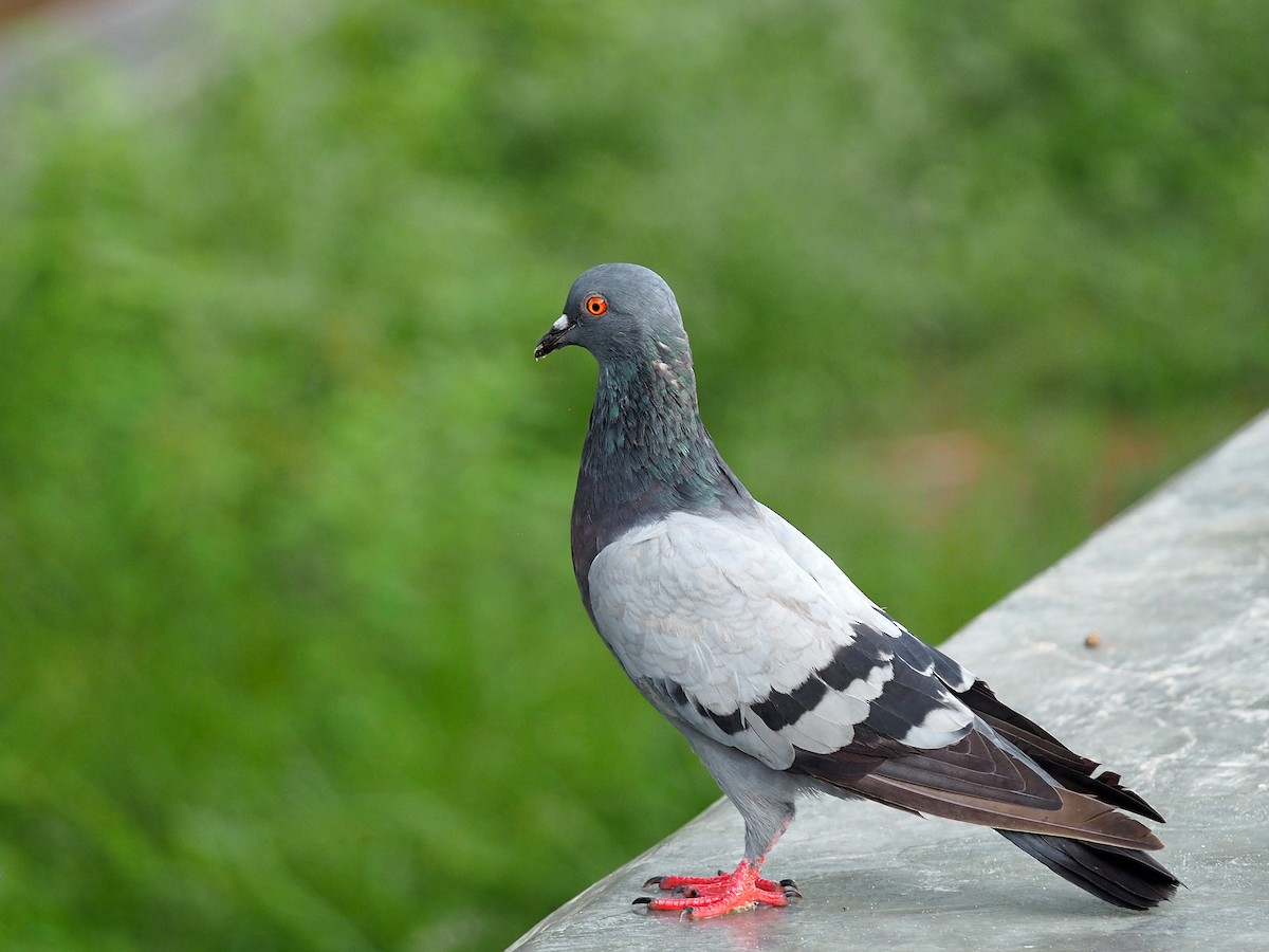 eBird Checklist - 10 Nov 2023 - Karon--Karon Beach - 29 species