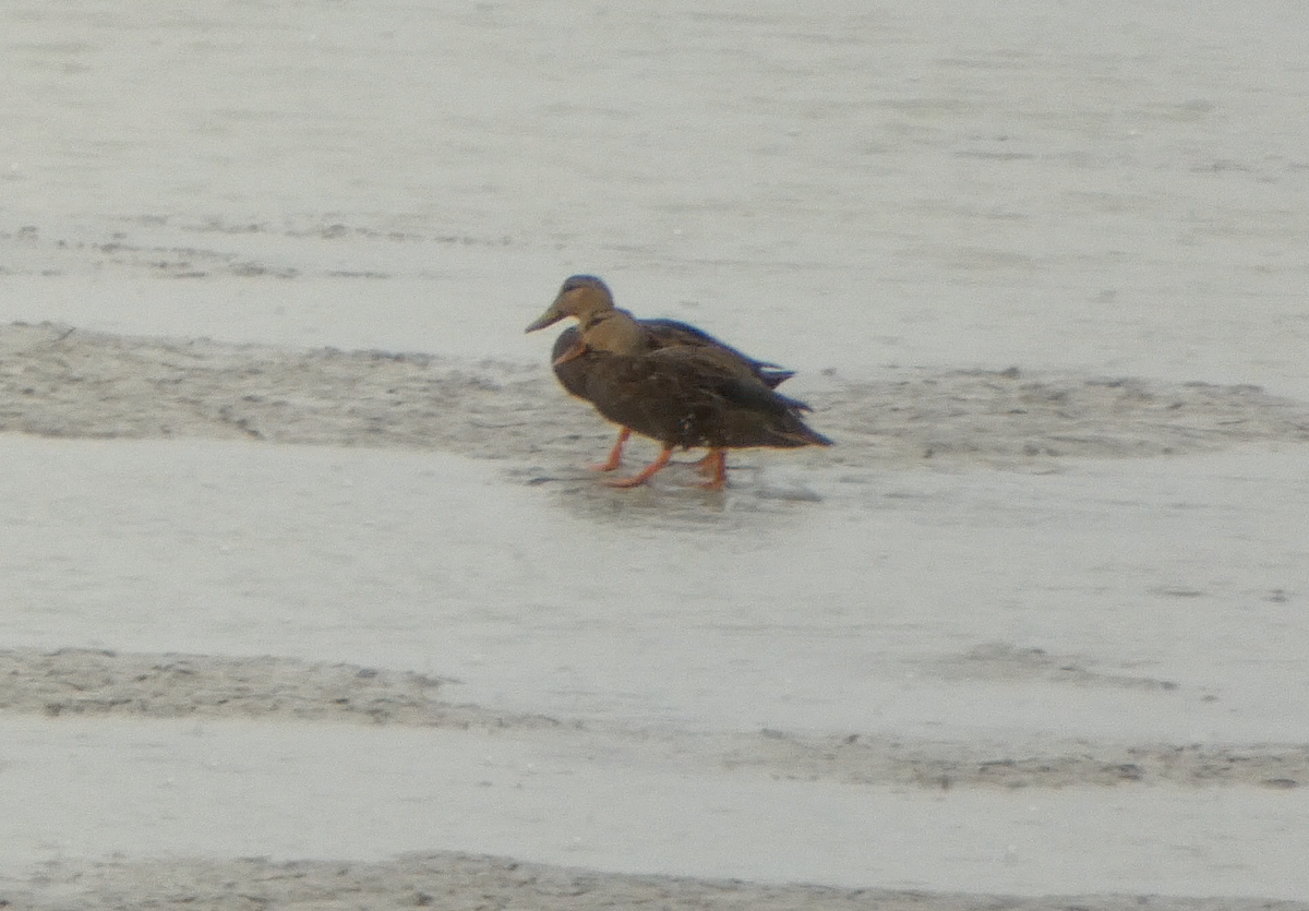 eBird Checklist - 10 Nov 2023 - Laguna Atascosa NWR--Osprey Overlook ...