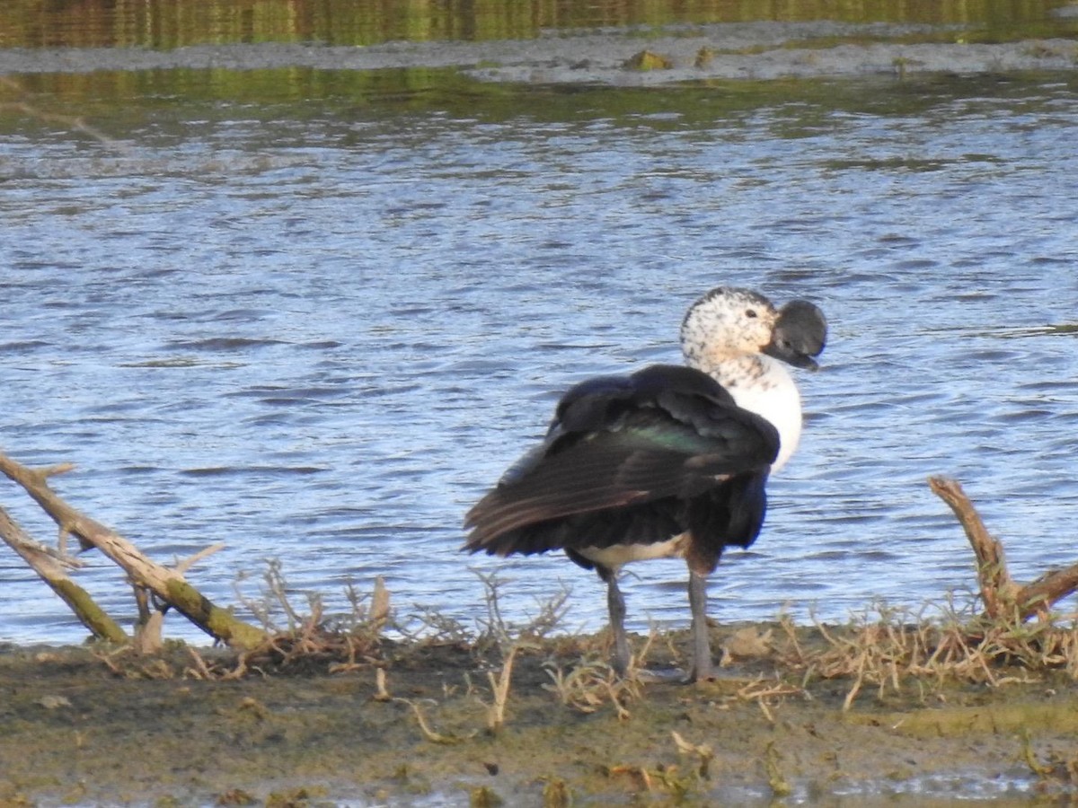 eBird Checklist - 15 Nov 2023 - Muizenberg Dam - 1 species