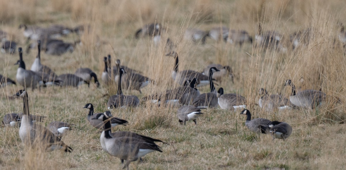 eBird Checklist - 15 Nov 2023 - Crooked River Wetlands Complex - 32 species