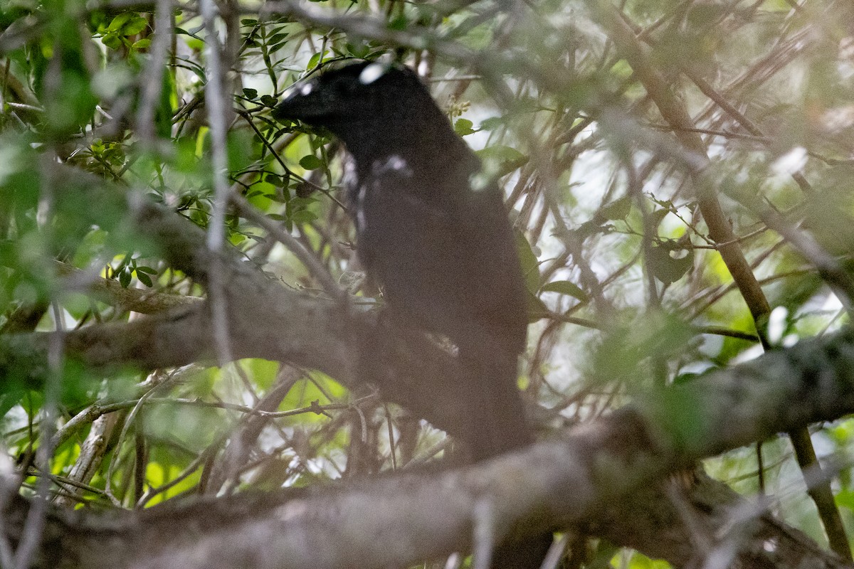 eBird Canada Checklist - 8 Nov 2023 - Palo Alto Battlefield NHP (LTC ...