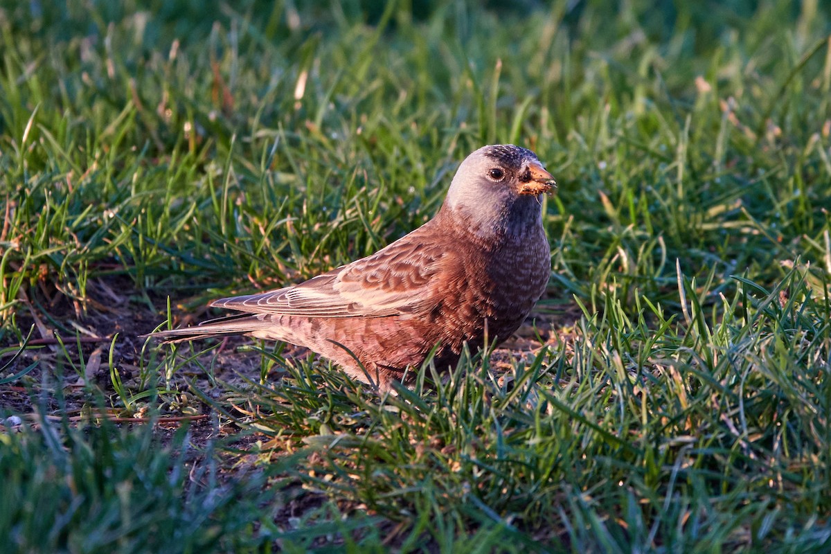 eBird Checklist - 15 Nov 2023 - Maple Leaf Reservoir Park - 1 species