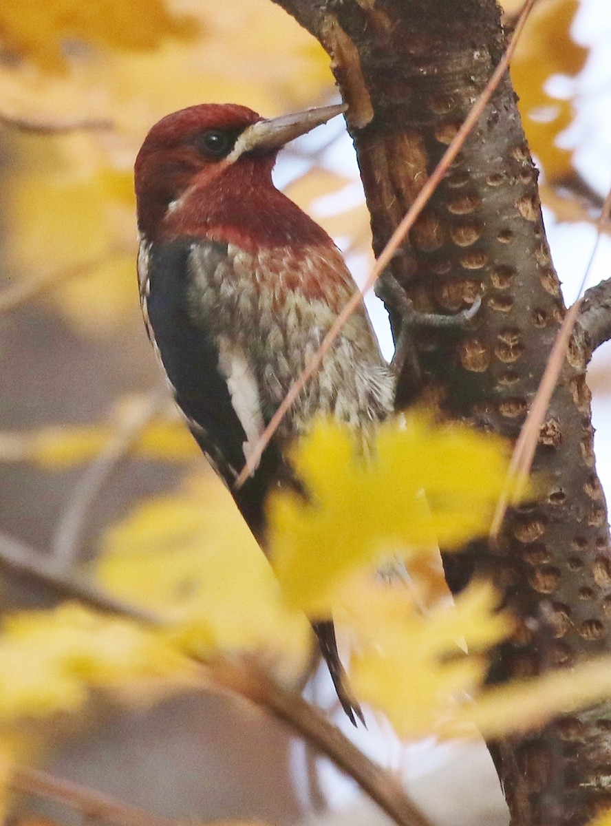 eBird Checklist - 15 Nov 2023 - Lake Siskiyou - 5 species