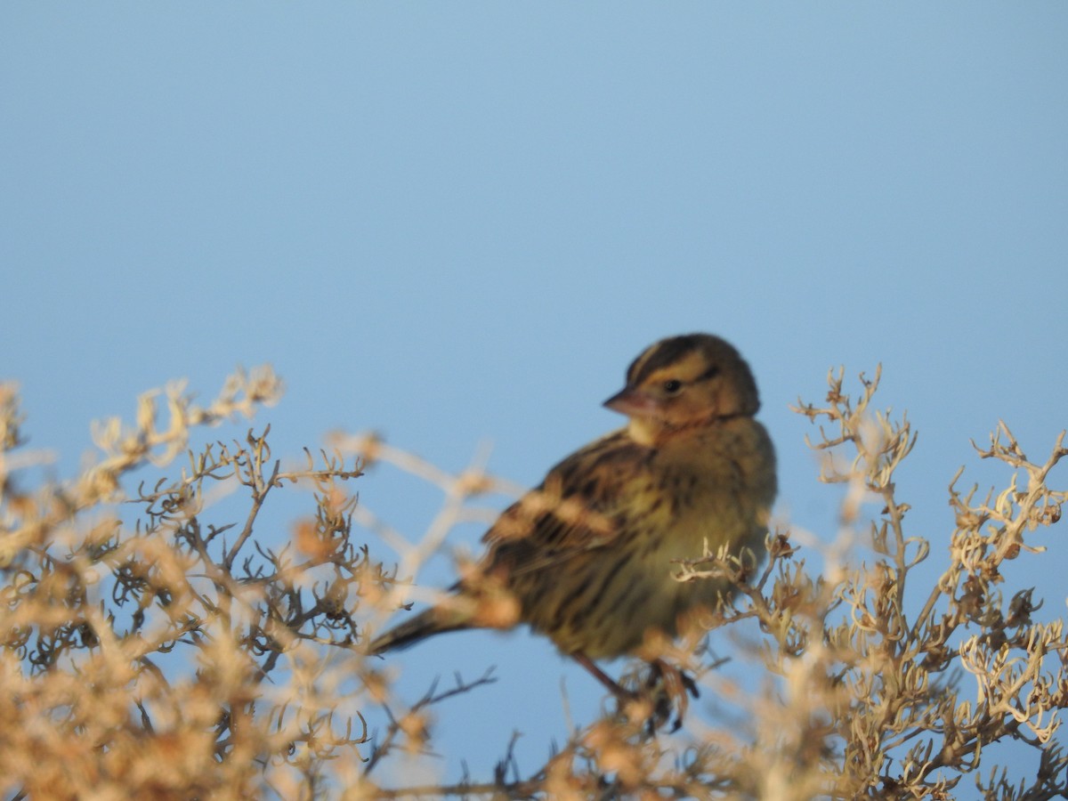 eBird Checklist - 15 Nov 2023 - Farm Pond Private CR E and 60 - 23 species