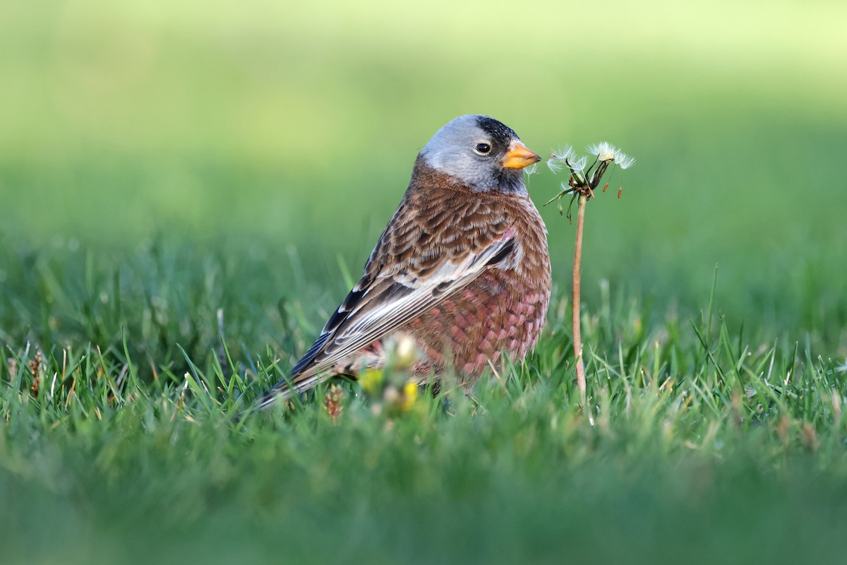 eBird Checklist - 15 Nov 2023 - Maple Leaf Reservoir Park - 12 species