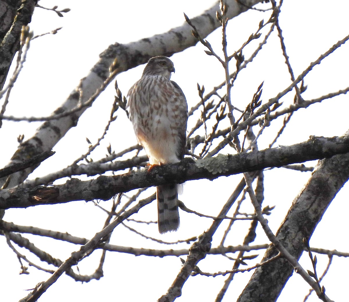 eBird Checklist - 15 Nov 2023 - Boston Nature Center Wildlife Sanctuary ...