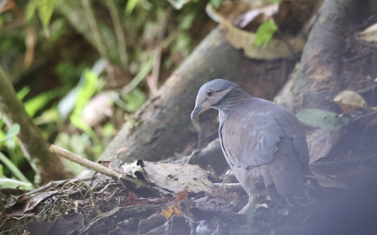 eBird Checklist - 14 Nov 2023 - Wayra Reserve - 32 species