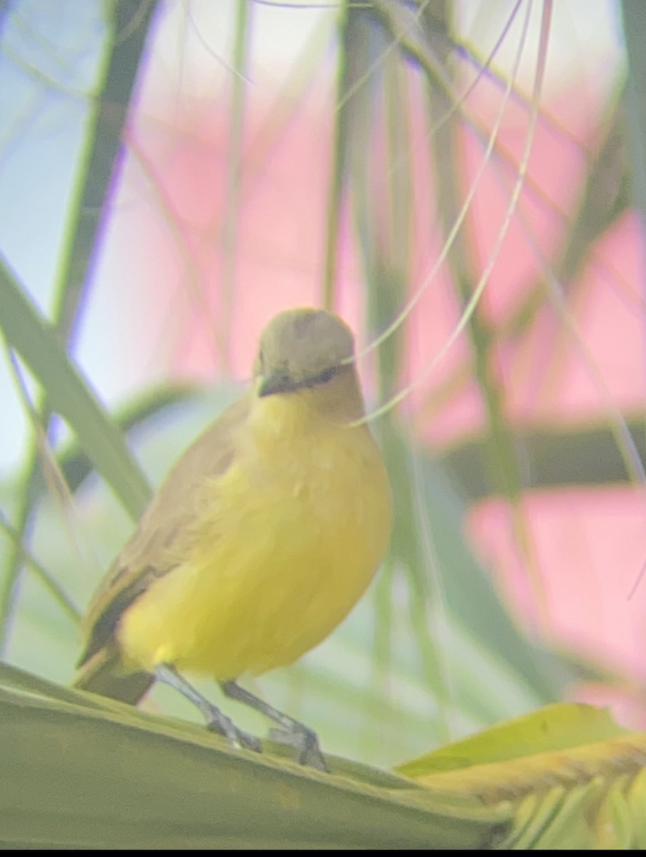 eBird Checklist - 15 Nov 2023 - North Chaparral at Schatzell area ...