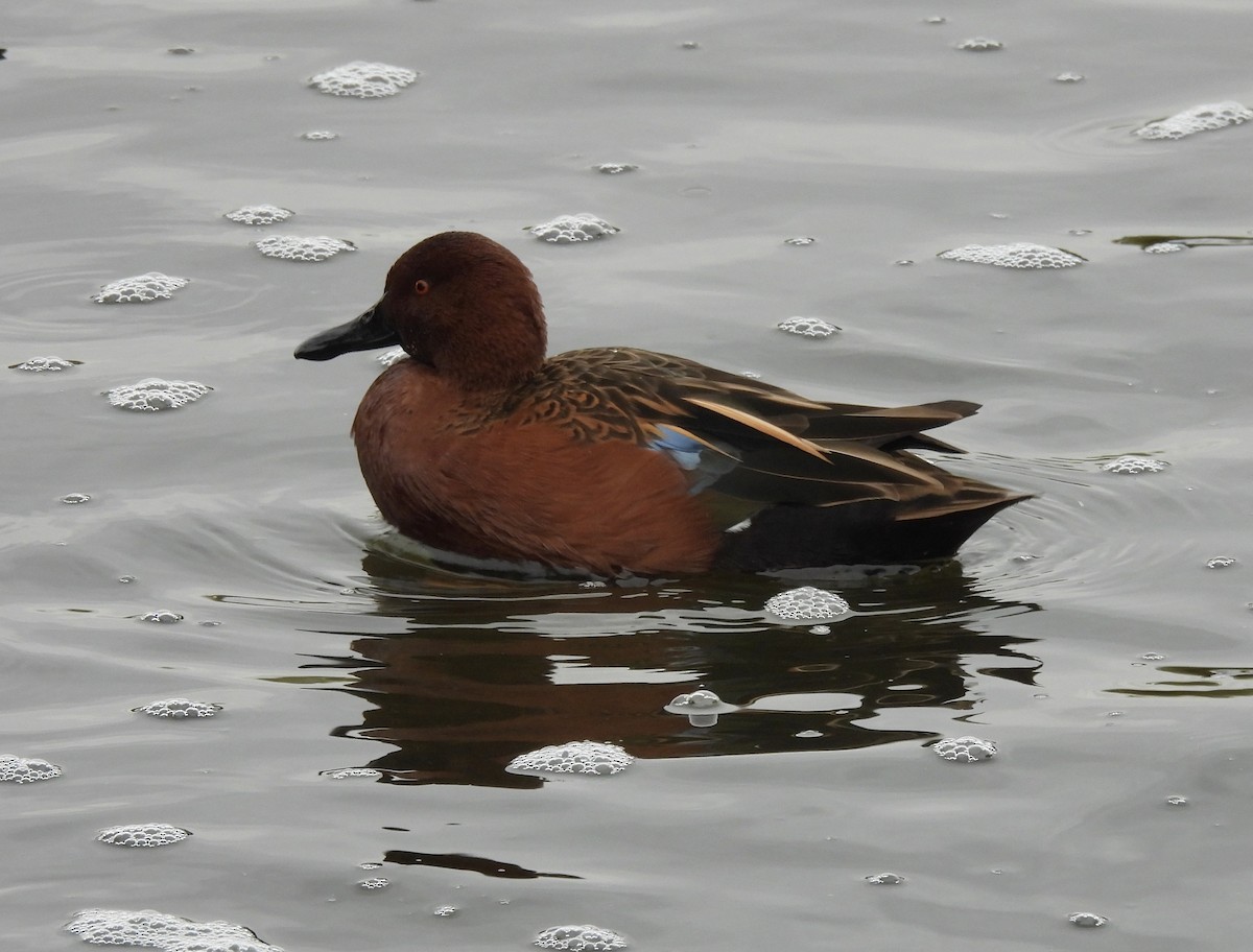 eBird Checklist - 15 Nov 2023 - Henderson Bird Viewing Preserve - 38 ...