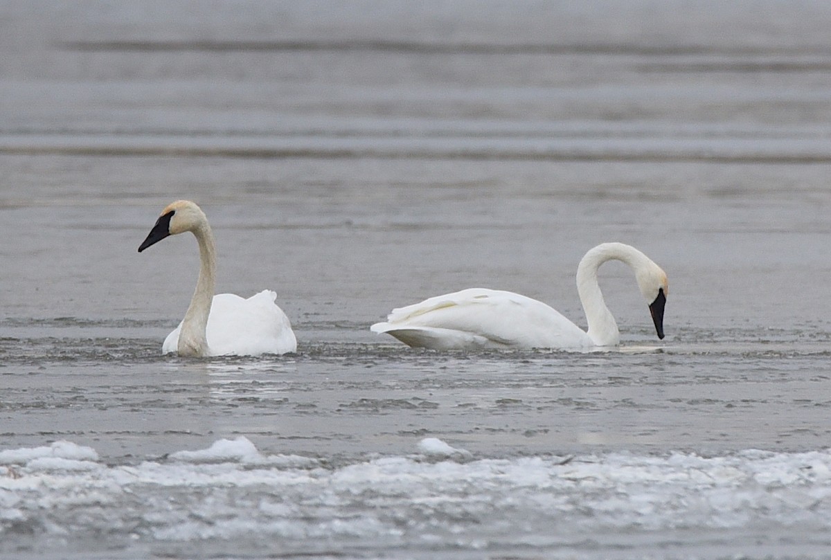 eBird Checklist - 15 Nov 2023 - Cochrane Lake - 3 species