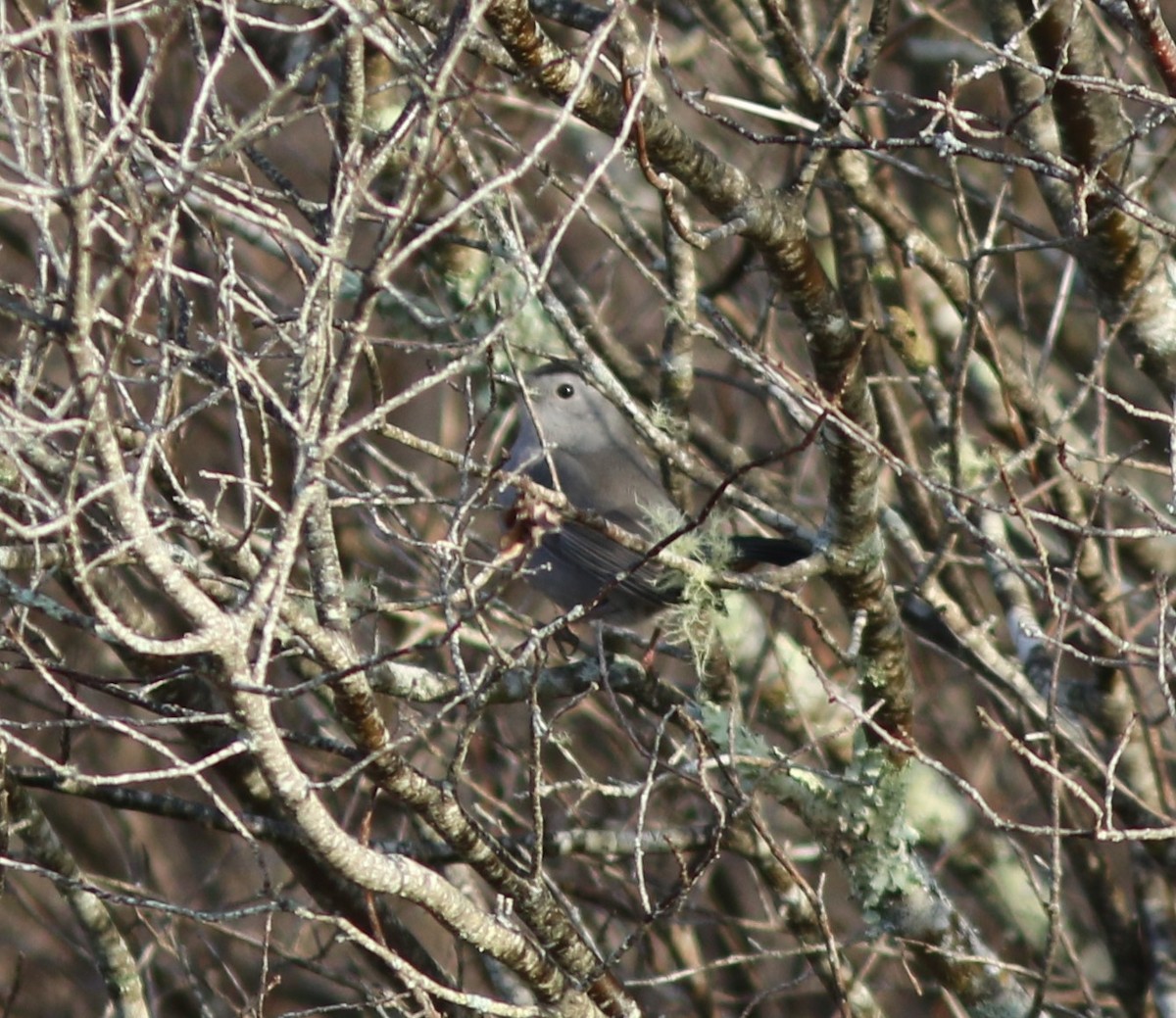 eBird Checklist - 16 Nov 2023 - Great Salt Bay Farm Wildlife Preserve ...
