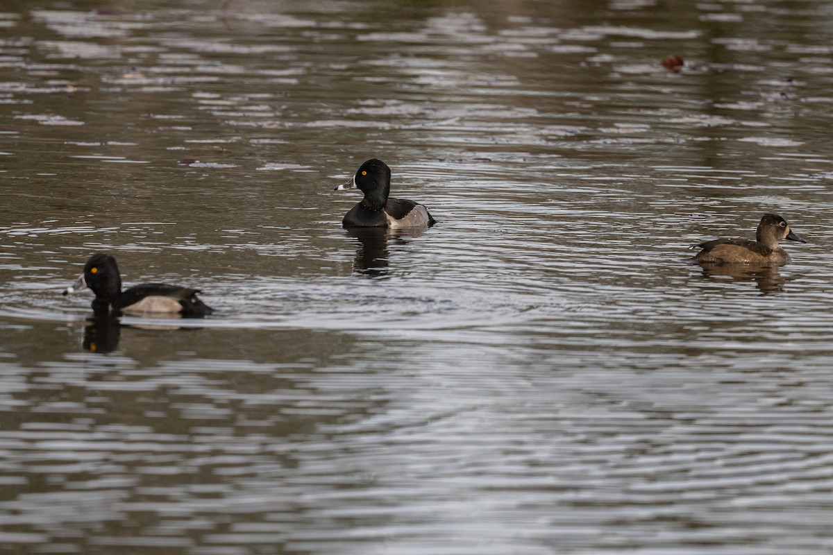 New Jersey eBird Checklist - 15 Nov 2023 - Edwin B. Forsythe NWR ...