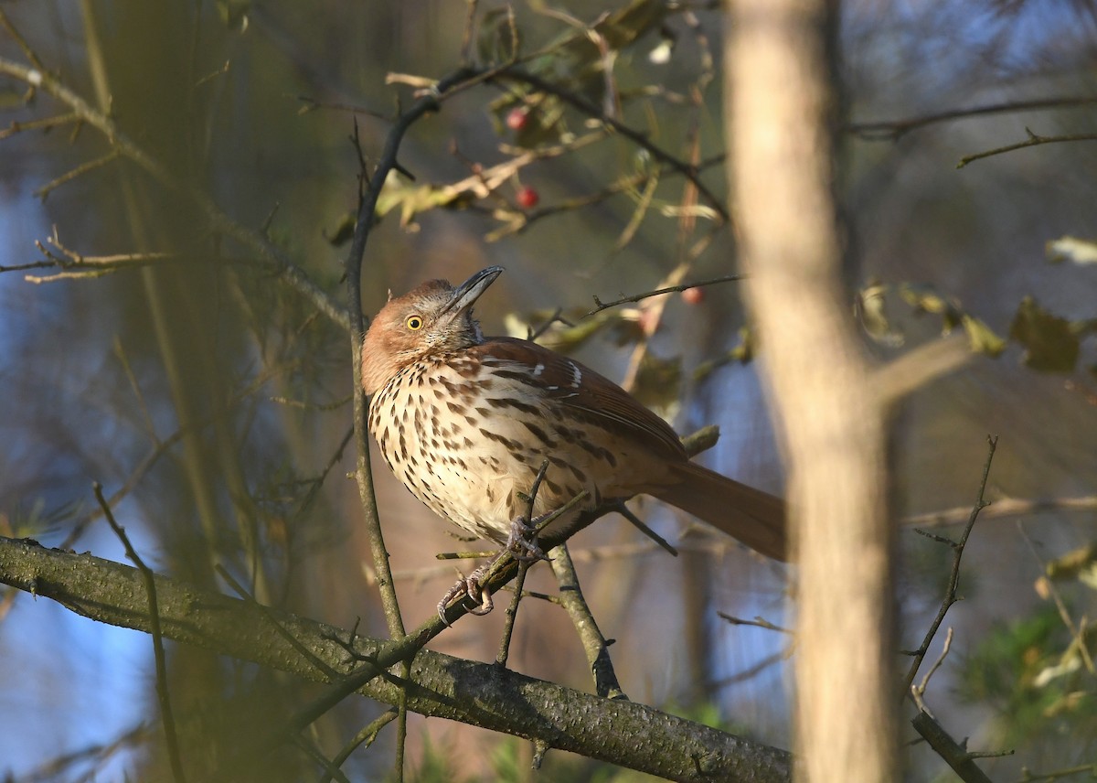 eBird Checklist - 16 Nov 2023 - Bob & Betty Cummings Memorial Park - 24 ...