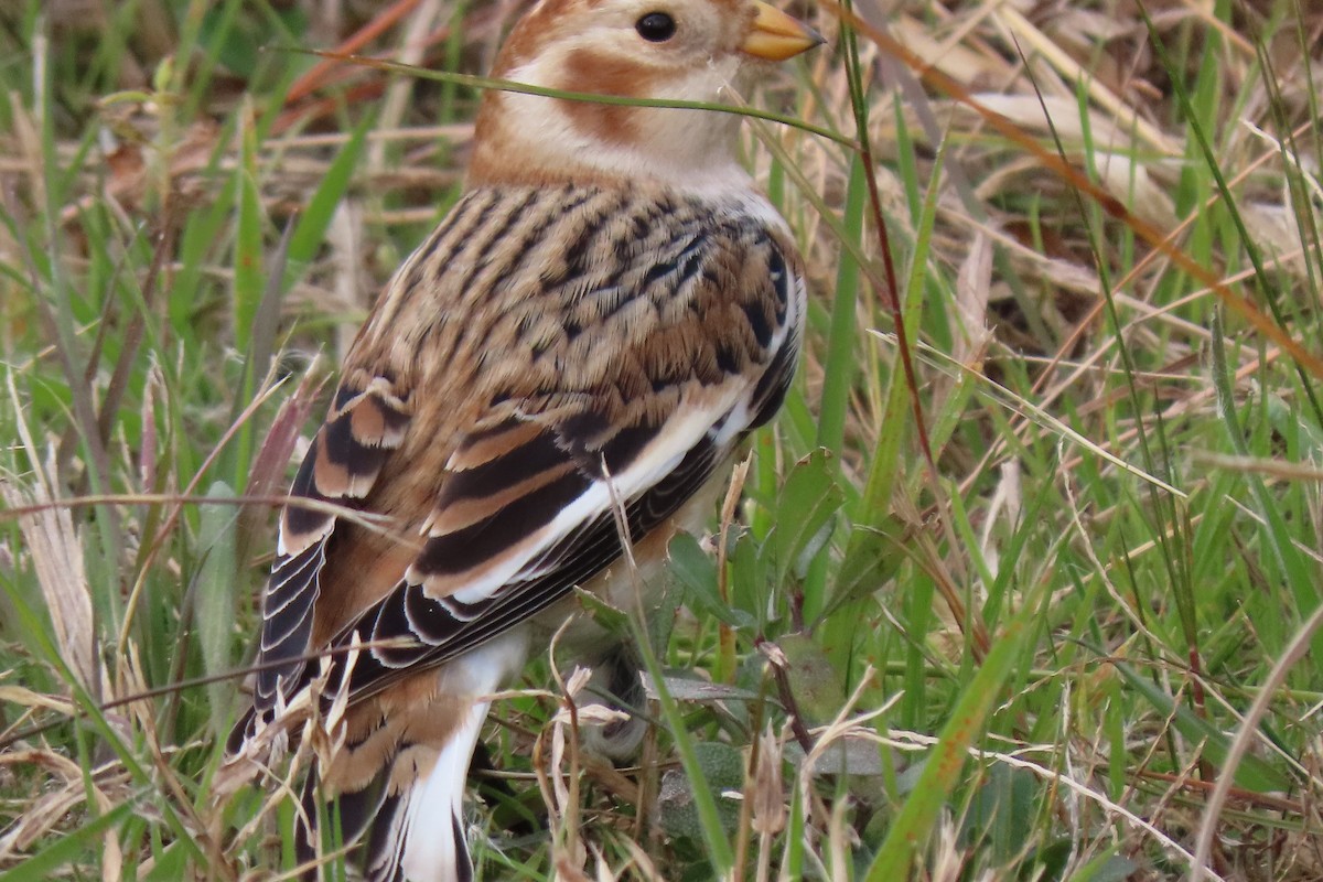 eBird Checklist - 15 Nov 2023 - Cape Henlopen SP--Gordon's Pond - 11 ...