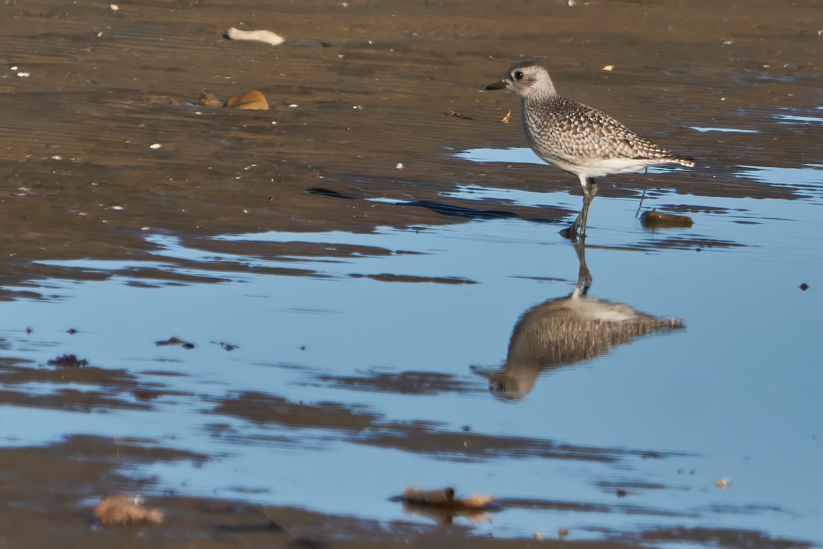 eBird Checklist - 13 Nov 2023 - East Harbor SP--West Harbor Trail - 2 ...