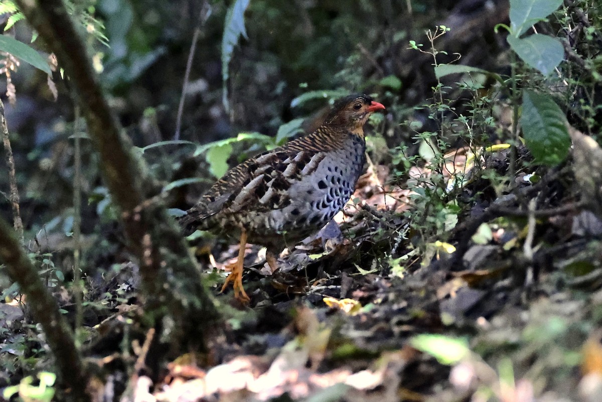 Udzungwa Partridge (Rubeho) - eBird