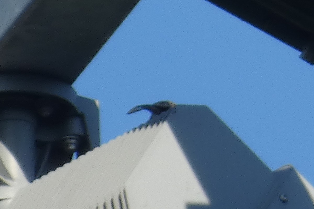 eBird Checklist - 16 Nov 2023 - Bush Terminal Piers Park - 1 species