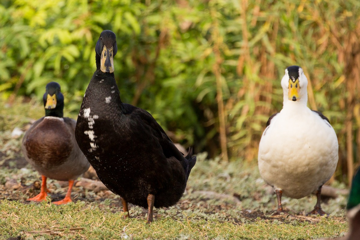 eBird Checklist - 16 Nov 2023 - Guajome Regional Park - 6 species (+1 ...
