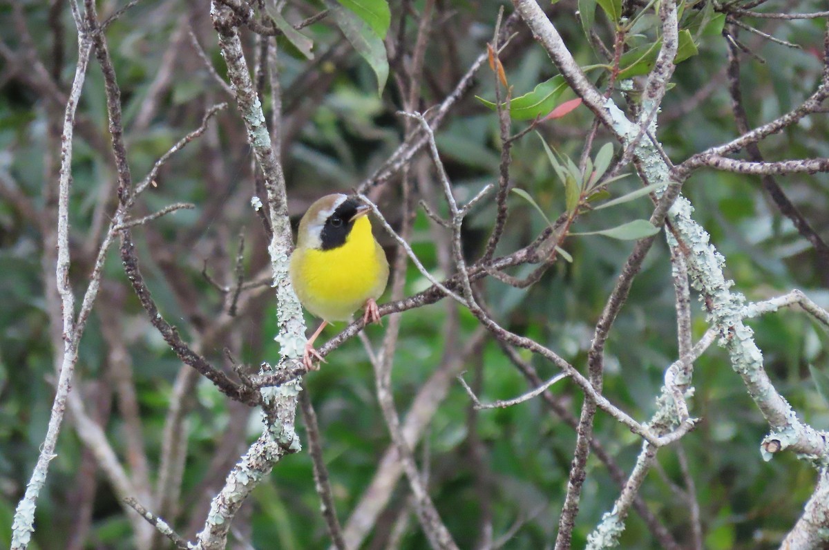 eBird Checklist - 16 Nov 2023 - Loxahatchee NWR - 22 species