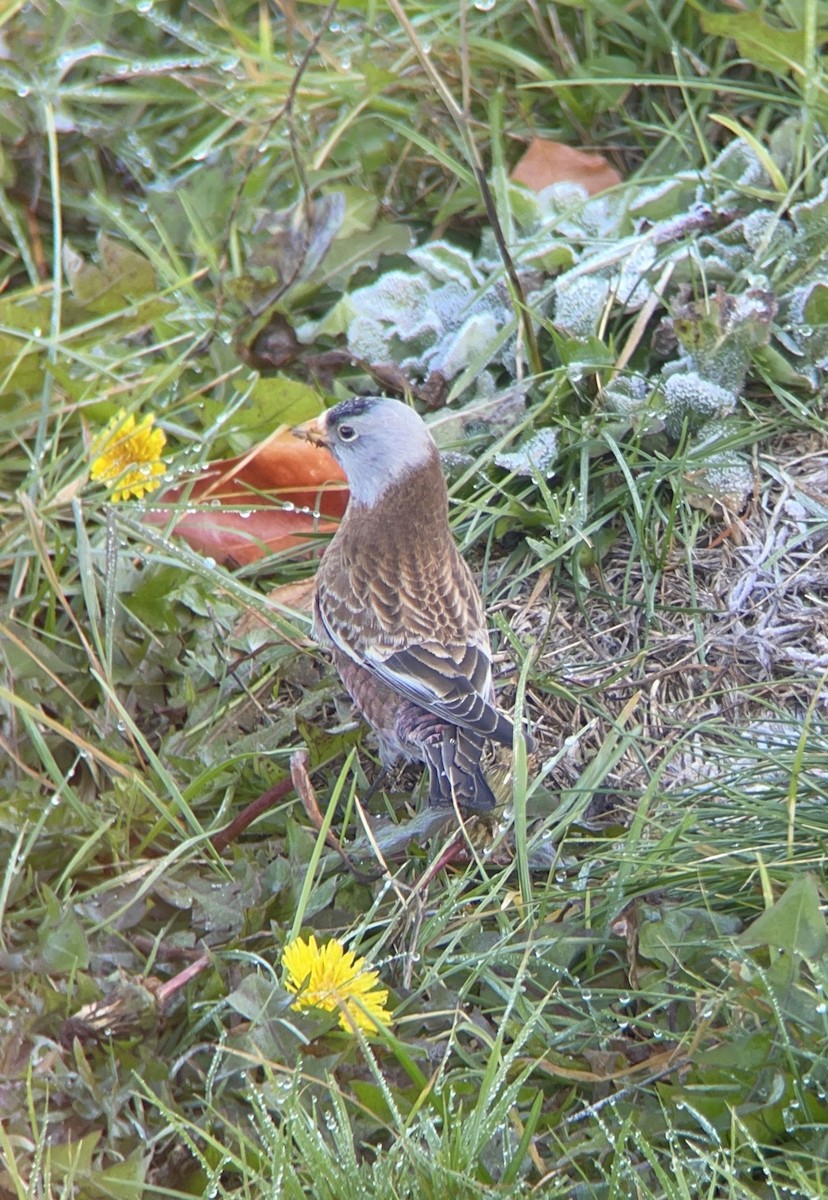 eBird Checklist - 16 Nov 2023 - Maple Leaf Reservoir Park - 7 species