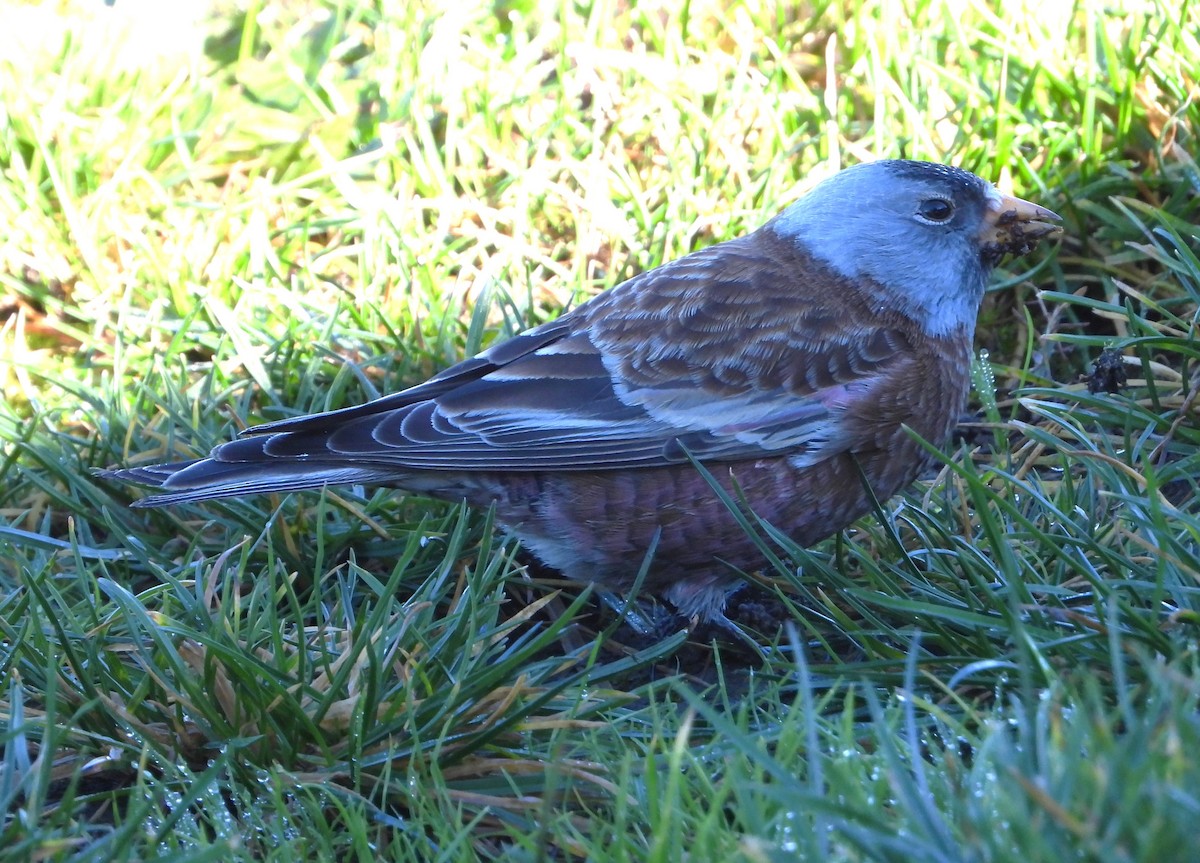 eBird Checklist - 16 Nov 2023 - Maple Leaf Reservoir Park - 9 species