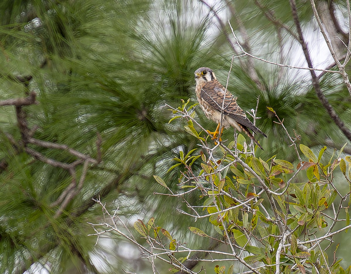eBird Checklist - 16 Nov 2023 - Sunset Park at Babcock Ranch - 16 species