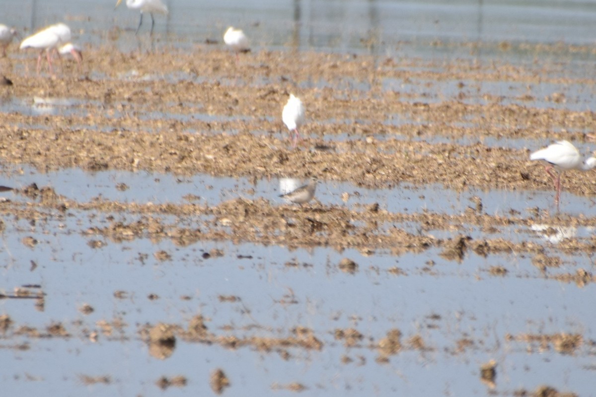 eBird Checklist - 16 Nov 2023 - Homestead Racetrack fields - 43 species