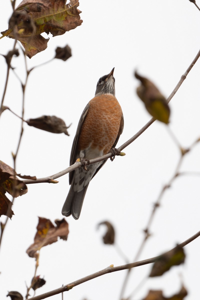 eBird Checklist - 16 Nov 2023 - Quail Hill Preserve - 27 species