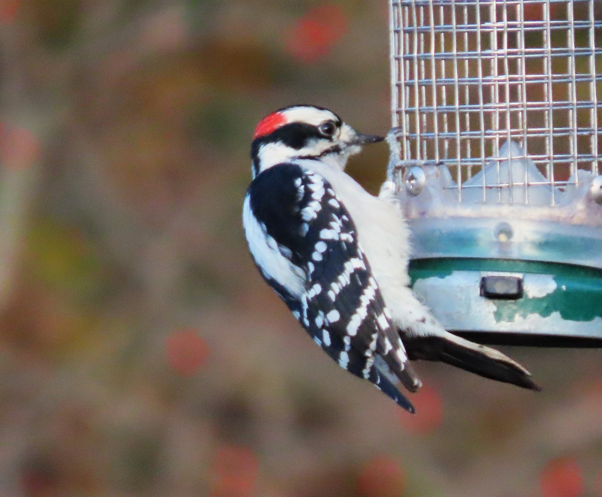 North Carolina Bird Atlas Checklist - 13 Nov 2023 - Prairie Ridge ...