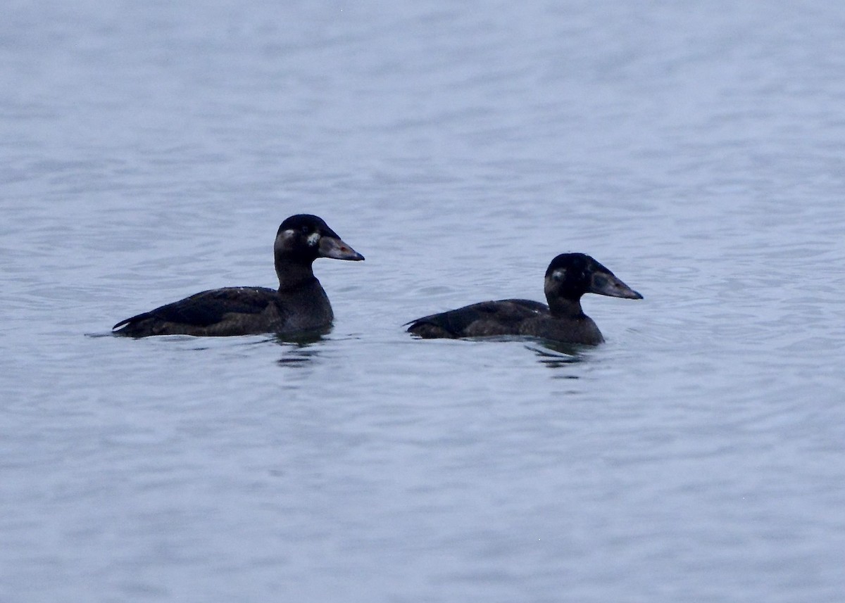 eBird Checklist - 16 Nov 2023 - Grapevine Lake--Lake View Park - 19 species