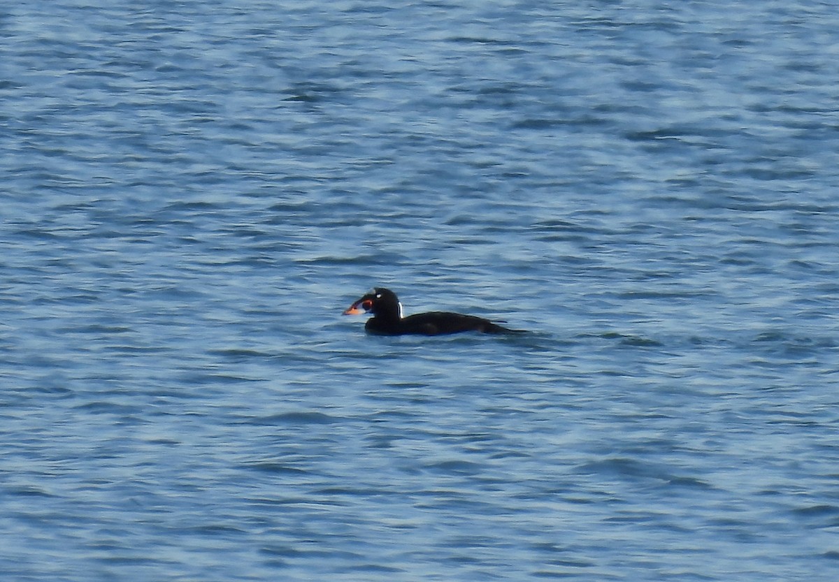 Mass Audubon eBird Checklist - 16 Nov 2023 - Black's Creek Mouth - 22 ...