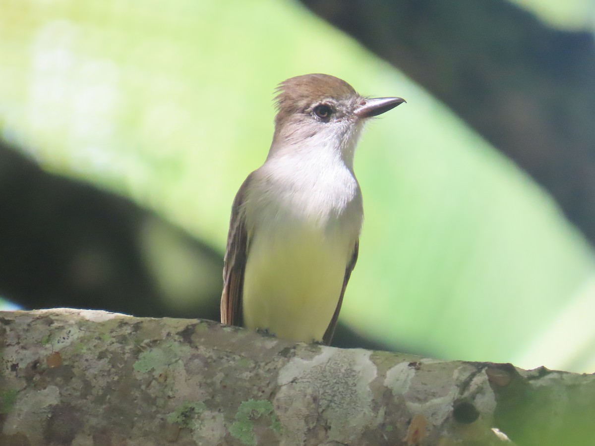 eBird Checklist - 14 Nov 2023 - West West Roatan - 1 species