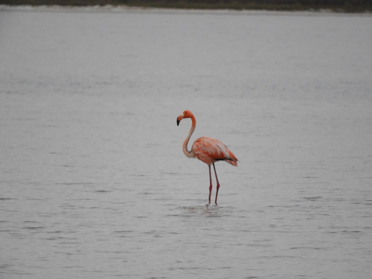 eBird Checklist - 16 Nov 2023 - Big Sabine Point - 25 species