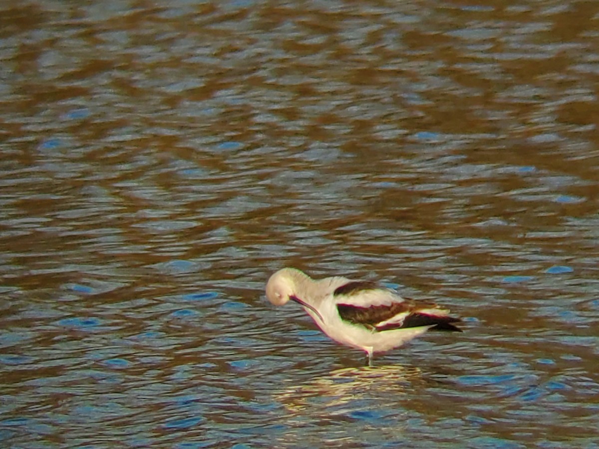 eBird Checklist - 16 Nov 2023 - Reifel Bird Sanctuary - 42 species (+1 ...