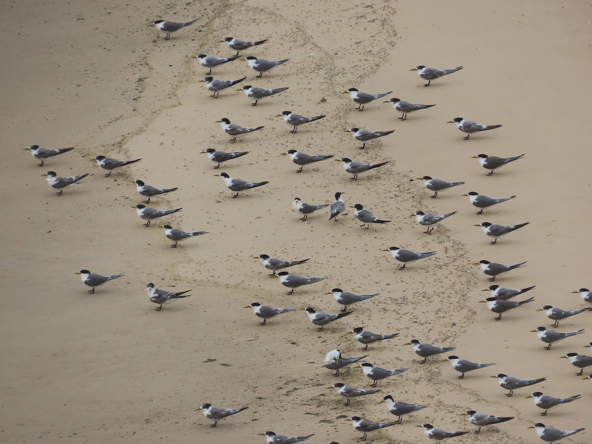 eBird Checklist - 17 Nov 2023 - Seal Rocks Lighthouse Walk - 20 species