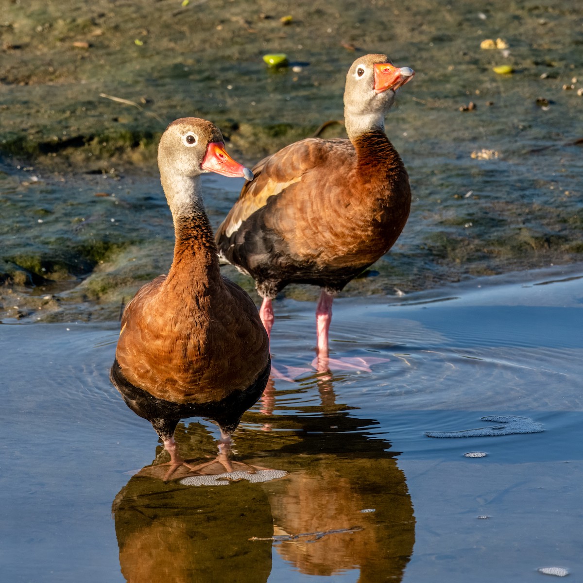 eBird Checklist - 16 Nov 2023 - South Padre Is.--Birding and Nature ...