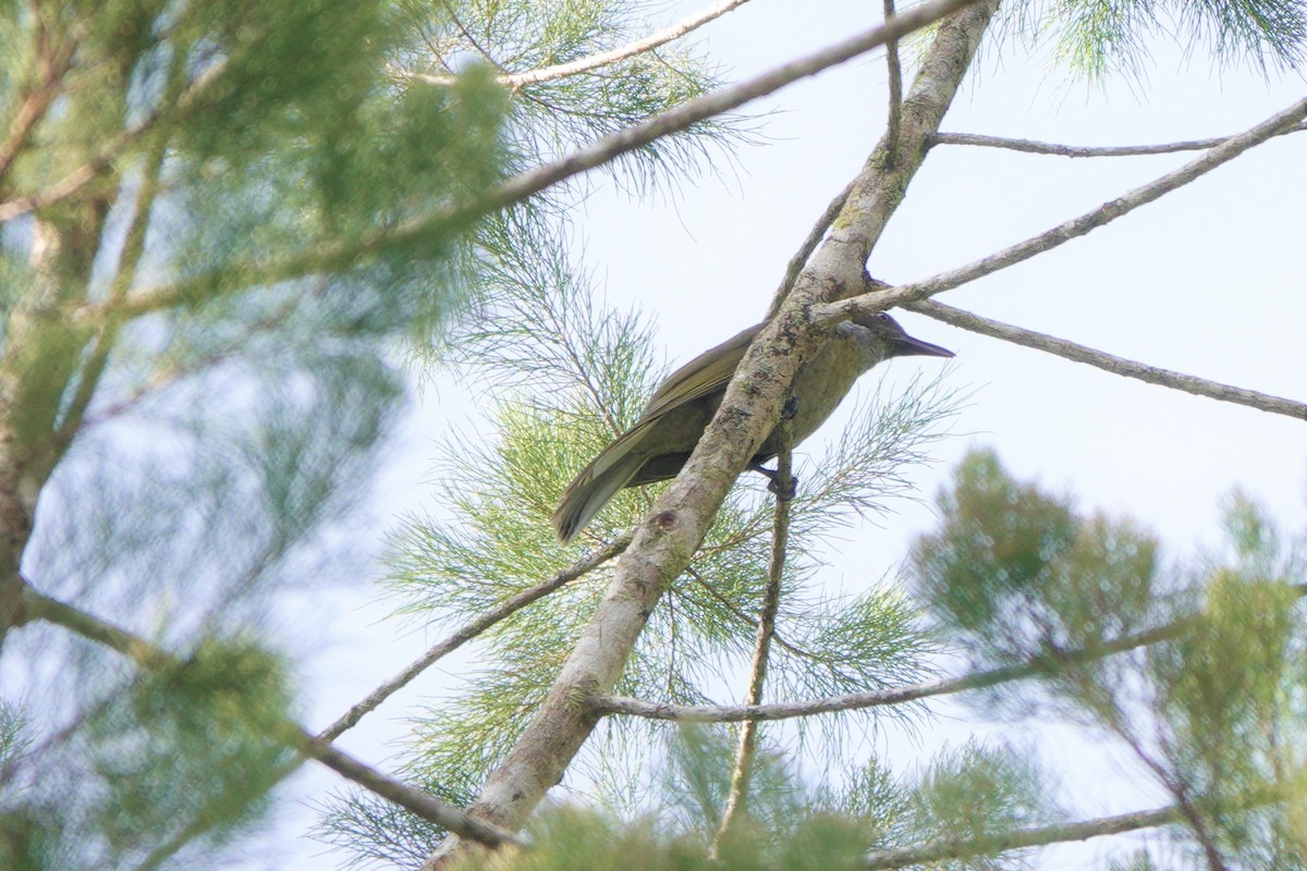 eBird Checklist - 12 Oct 2023 - Manusela National Park - 18 species