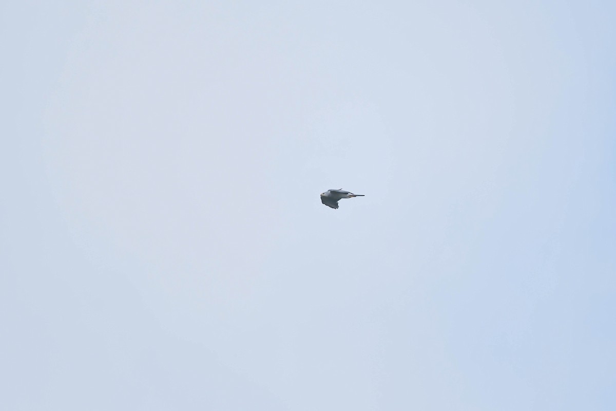 eBird Checklist - 2 Nov 2023 - O'Reilly's Rainforest Retreat - 30 species