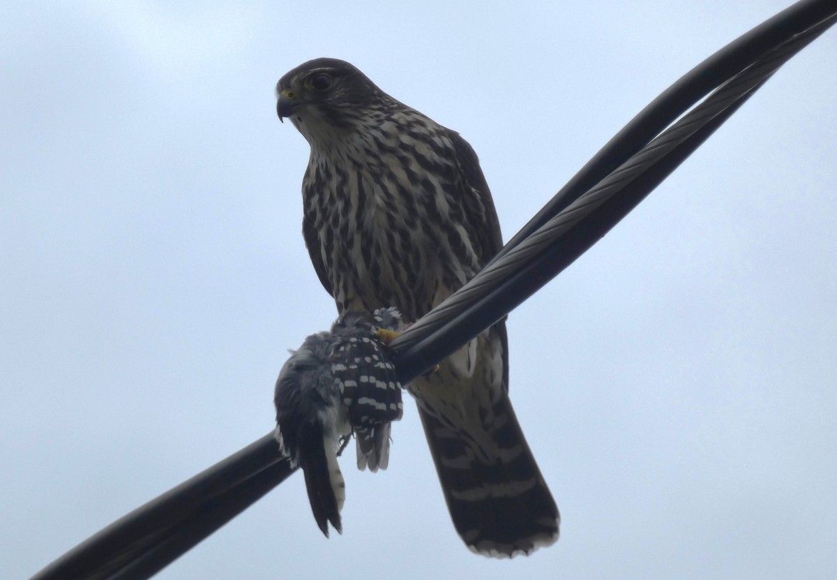 eBird Checklist - 17 Nov 2023 - Adolphustown--Bayshore Road Loop - 1 ...